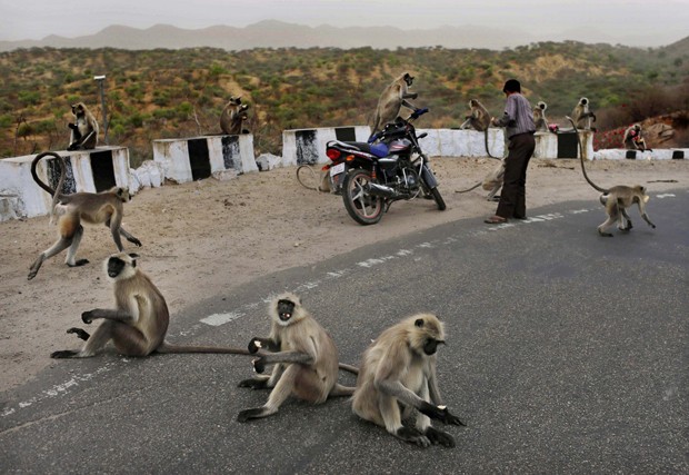 G1 - Motociclista faz 'pit stop' para alimentar macacos na Índia ...