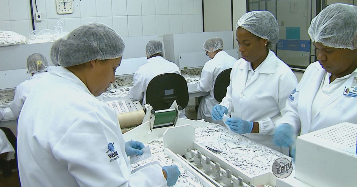 G1 - Pulseiras de citronela viram moda contra a dengue em São João, SP ...