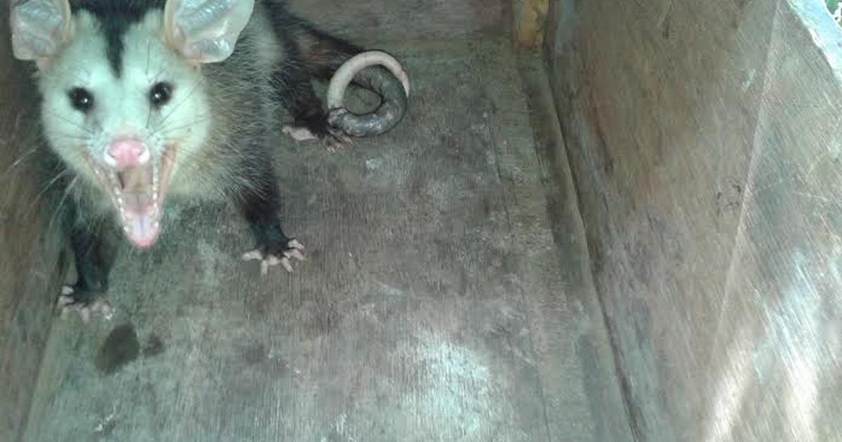 G1 - Saruê é capturado em cima de árvore na região central de Montes ...
