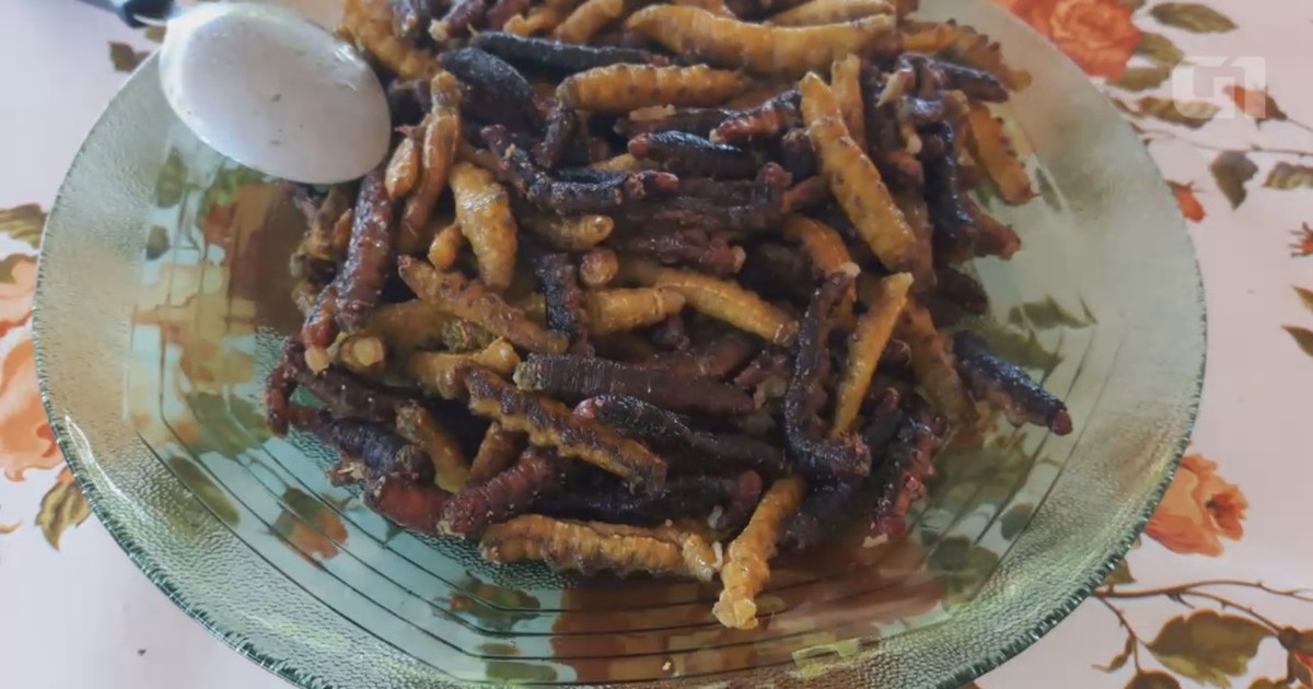G1 - Índios Macuxi mostram preparo de prato tradicional com lagartas em ...