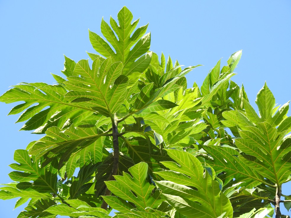 Fruta-pão é considerada um superalimento originário da Ásia | Terra da ...