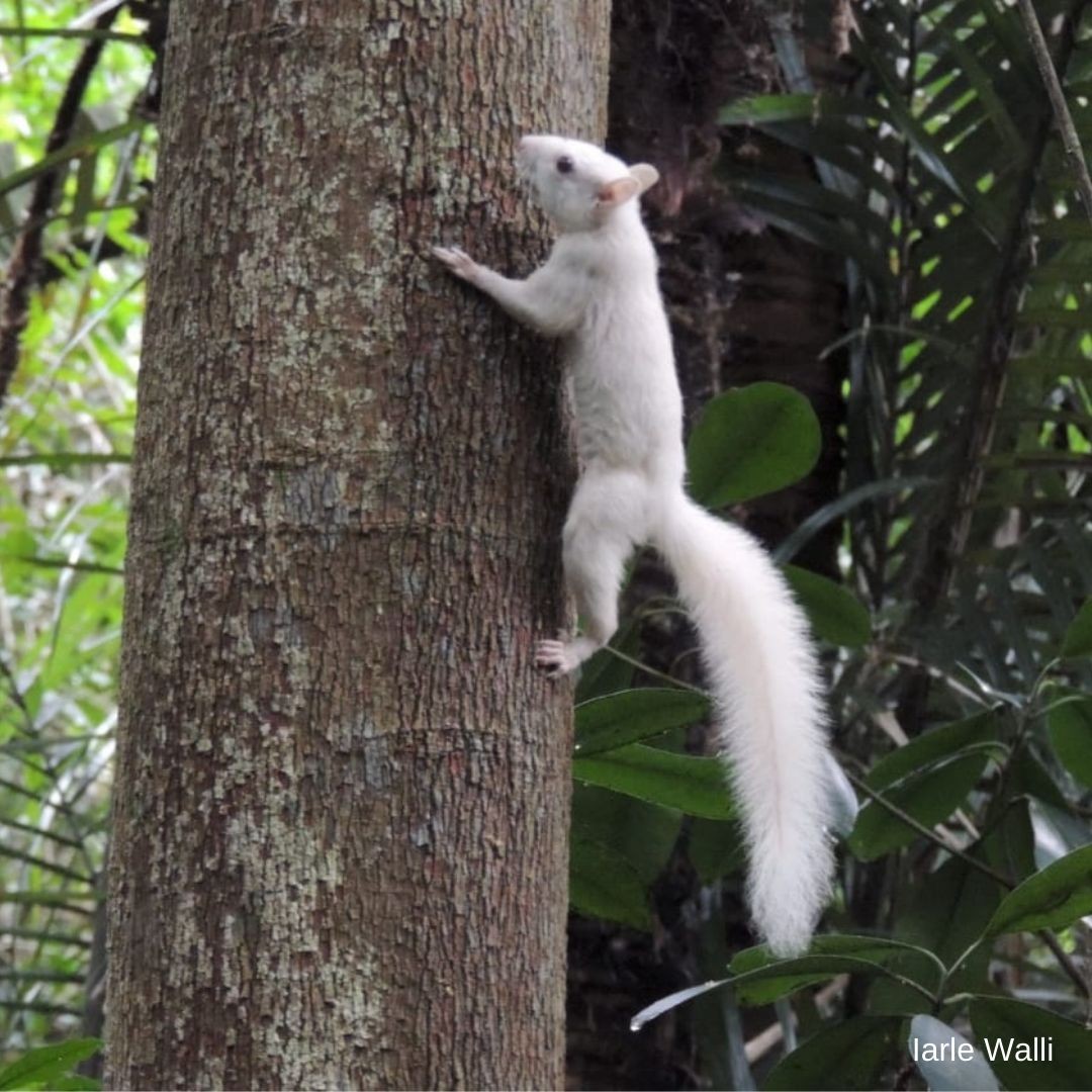 Registro inédito no Parque Estadual da Pedra Branca | Ancelmo - O Globo