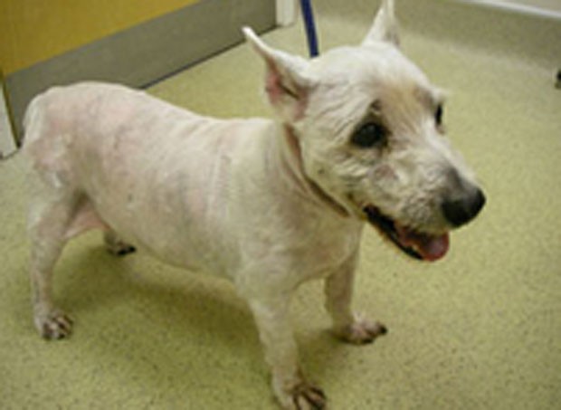 G1 - Cão fica 'careca' após ser encontrado com pelo sujo e emaranhado ...