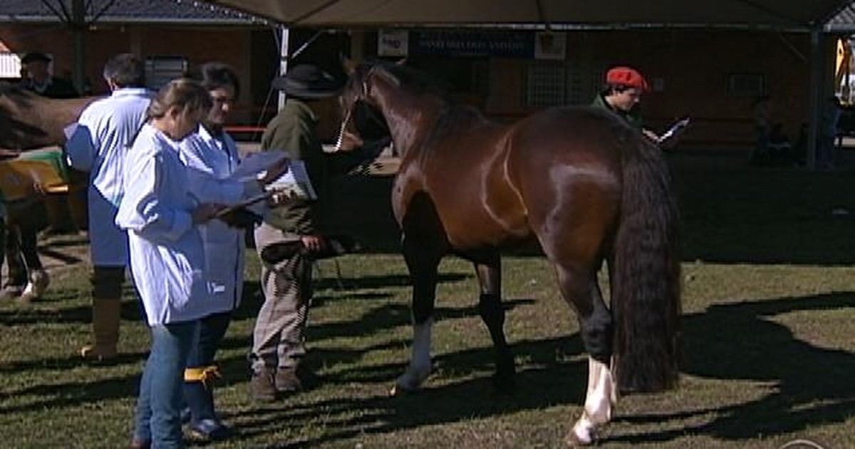 G1 - Animais que participam da Expointer começam a chegar a Esteio, RS ...