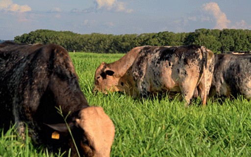 Girolando comemora 20 anos de reconhecimento pelo Mapa - Revista Globo ...