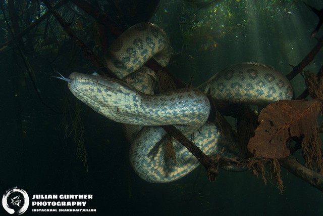 Fotógrafo registra maior espécie de sucuri do Brasil ‘relaxando ...