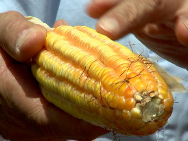 G1 - Produtores estão otimistas com safra do milho no Noroeste Paulista ...