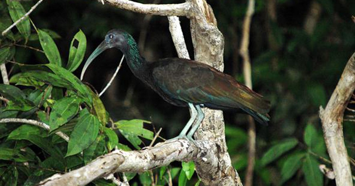 G1 - Coró-coró - notícias em Fauna