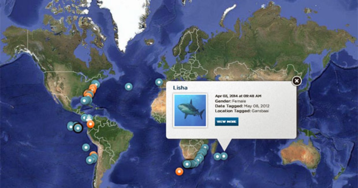 Natureza - Mapa que segue tubarões em tempo real terá exemplares ...