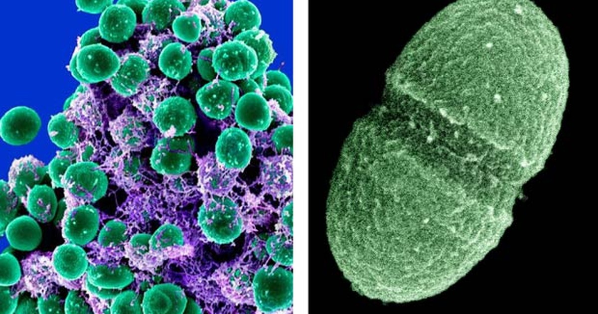 G1 - Cientistas anunciam ter completado identificação do microbioma ...