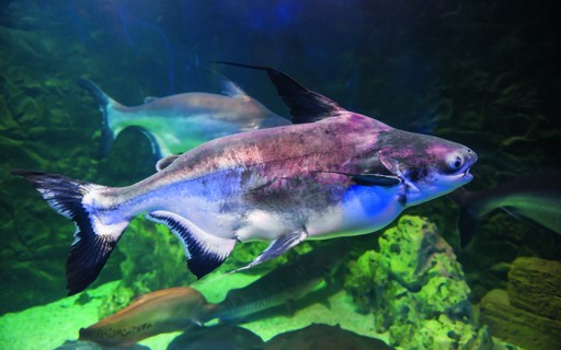 Como criar Panga, pescado com sabor agradável - Revista Globo Rural ...