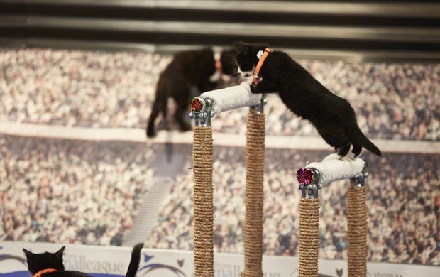 Jesse Meowens, Felina Williams... Estados Unidos criam a Olimpíada para ...