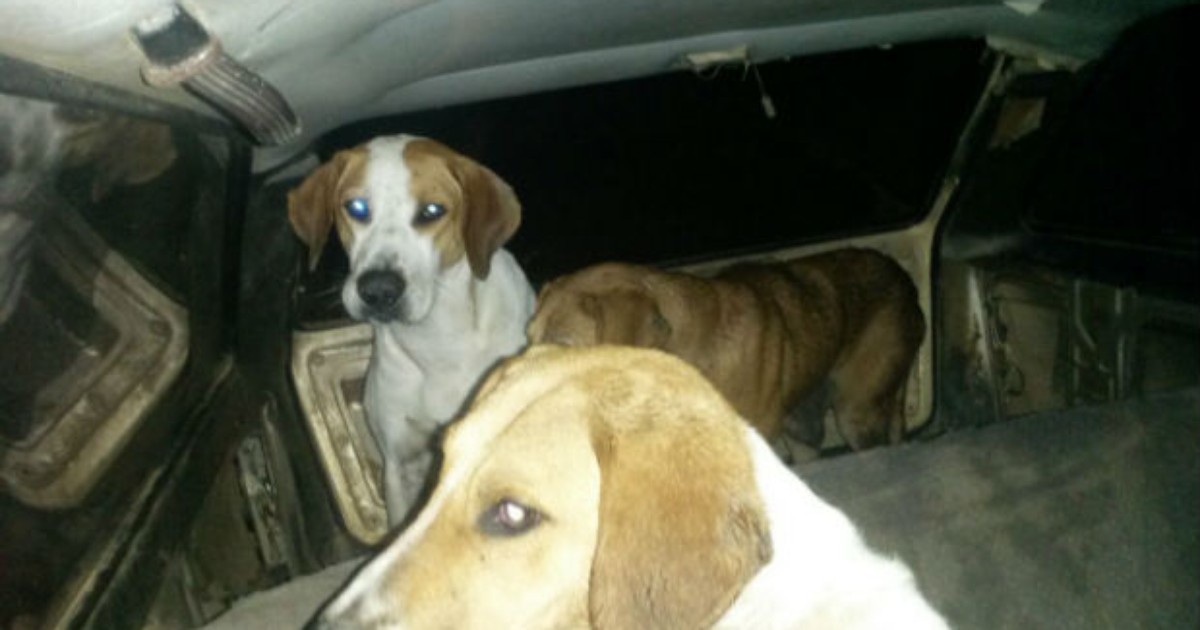 G1 - Polícia encontra sete cães usados em caça ilegal dentro de carro ...