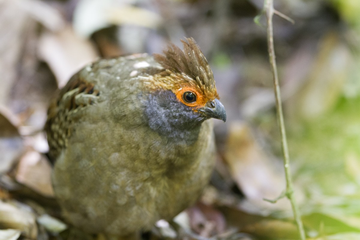 Uru-do-nordeste: biólogos tentam recuperar subespécie criticamente ...