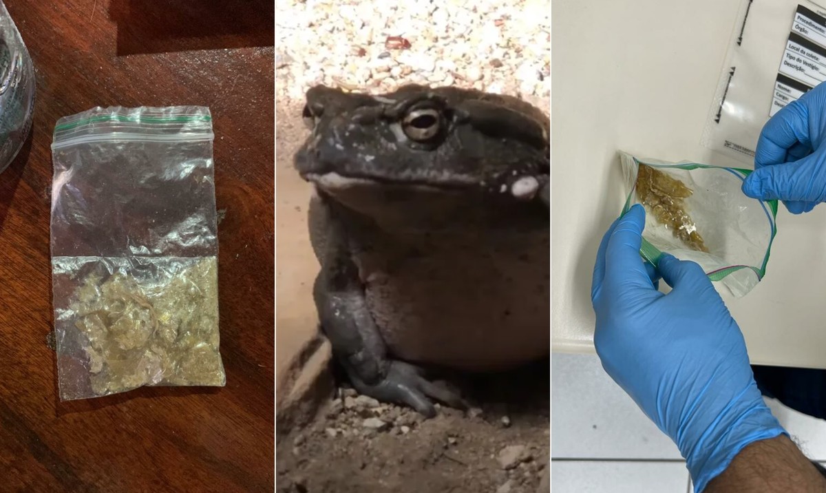 'Veneno de sapo': o que é e quais os riscos da droga alucinógena ...