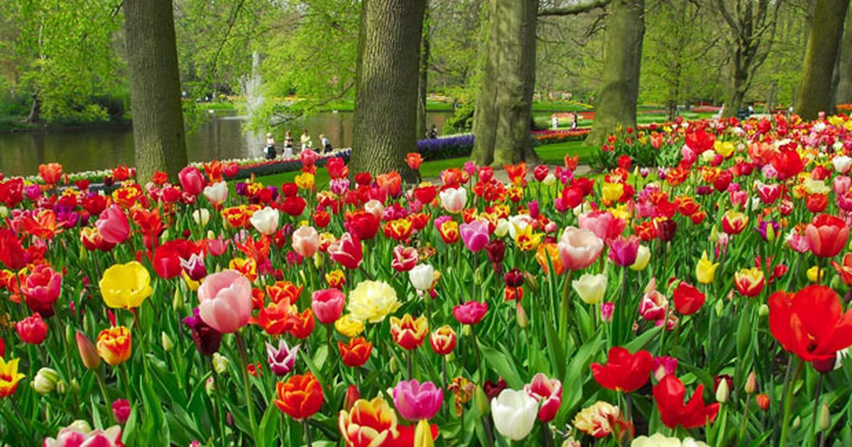 G1 - 'Parque das tulipas' abre temporada de primavera na Holanda; veja ...