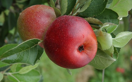 Receita líquida da Renar Maçãs cresce 87% no 1º tri - Revista Globo ...