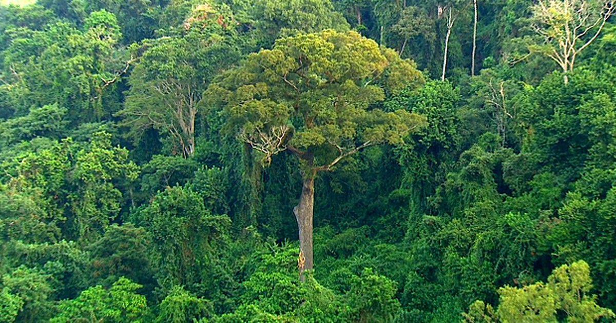 G1 - Jequitibás gigantes têm um refúgio no Parque Estadual Vassununga ...
