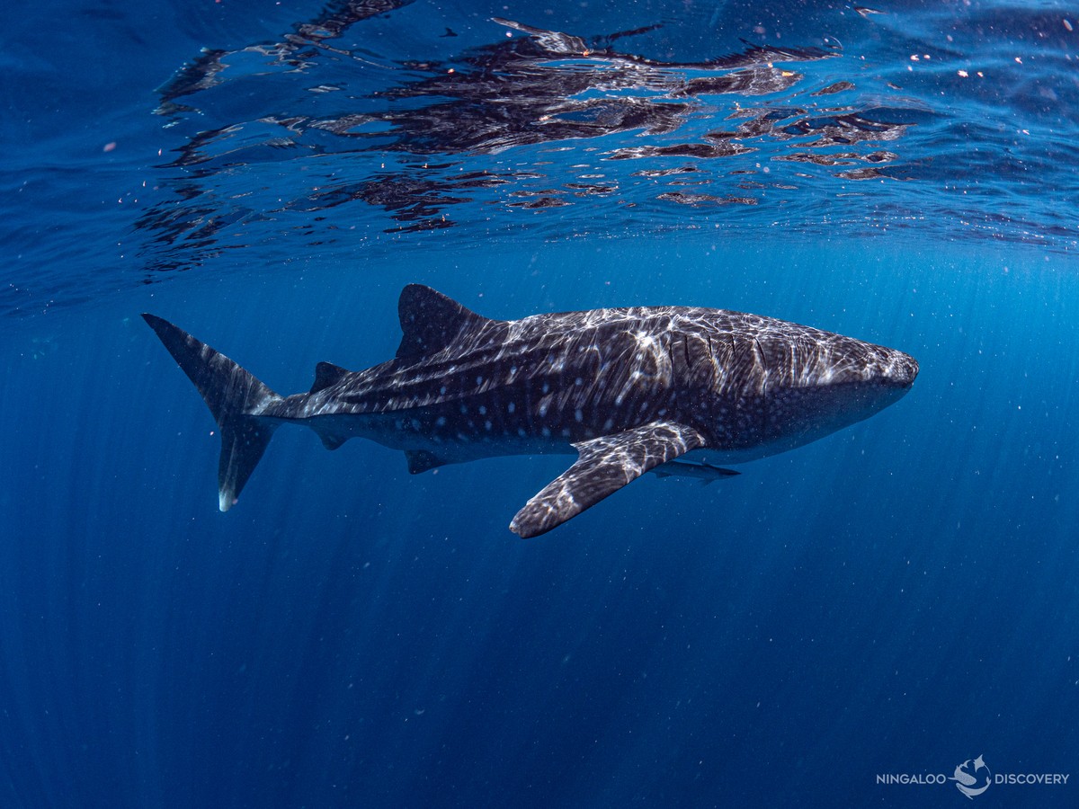 Dia Internacional do Tubarão-Baleia: teste seus conhecimentos sobre ...