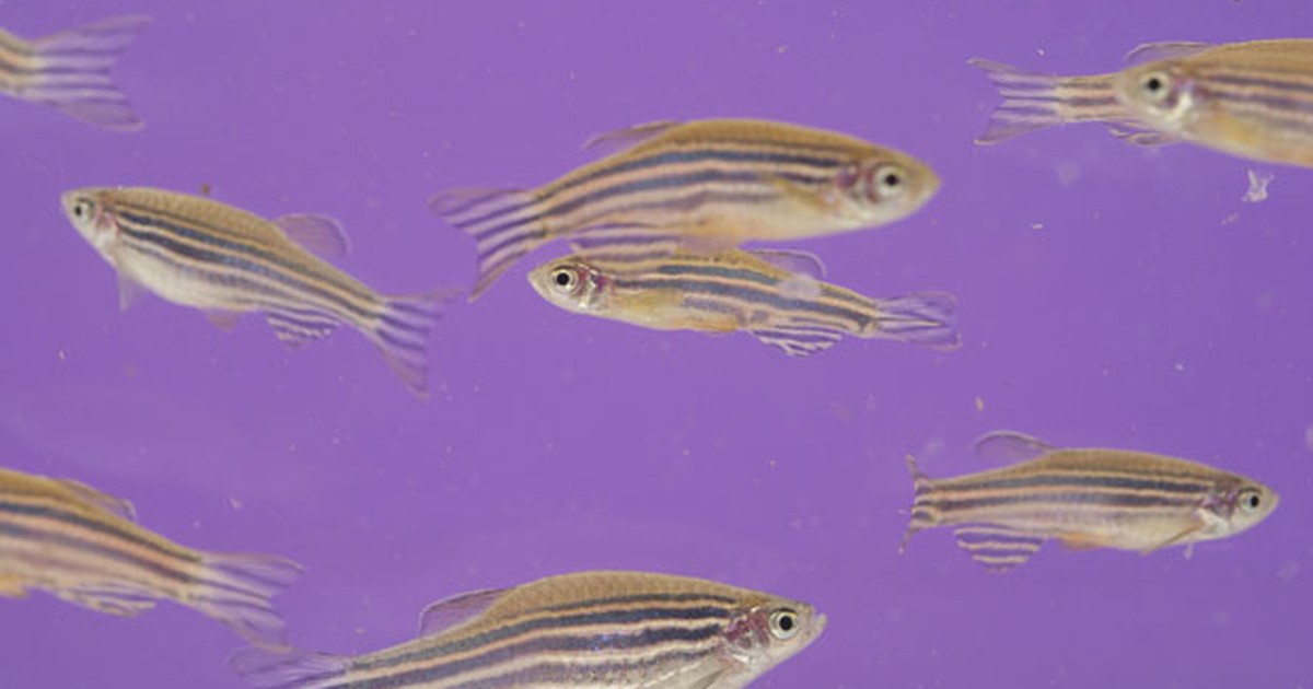 G1 - Estudo revela genoma do peixe-zebra - notícias em Ciência e Saúde