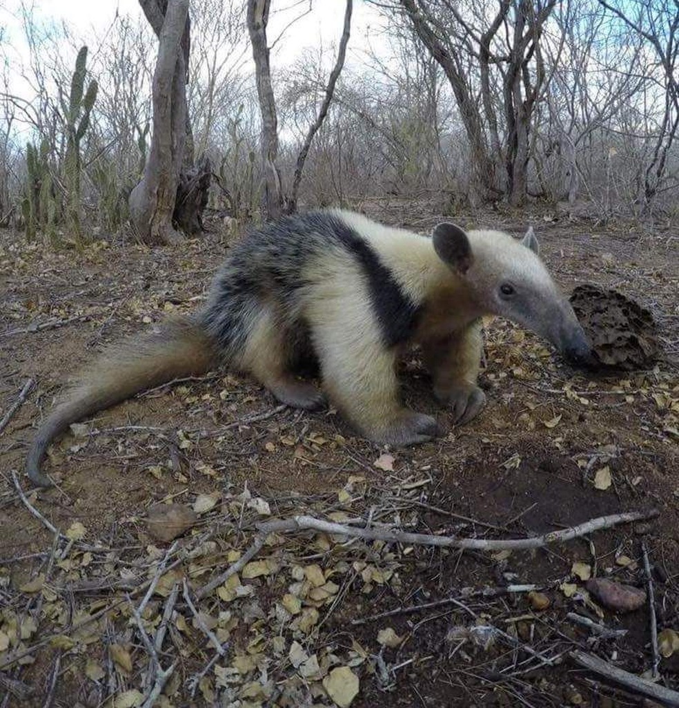 Registros da Caatinga revelam diversidade e vida | Terra da Gente | G1