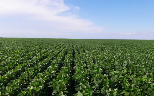 Desmatamento em área ocupada com soja no Cerrado é o menor em 16 anos ...