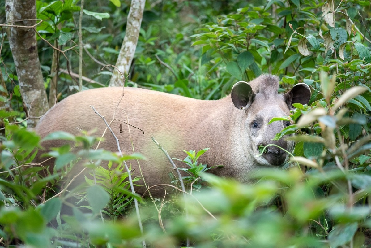 Casal de antas resgatado é reintroduzido no RJ; espécie estava extinta ...