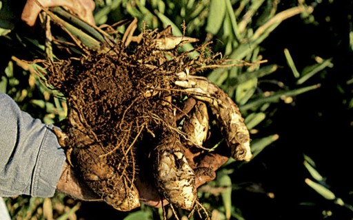 Como plantar araruta - Revista Globo Rural | Como plantar