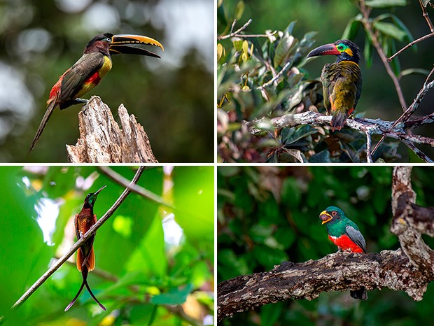 G1 - Aves da Floresta Amazônica ganham registros especiais de um ...