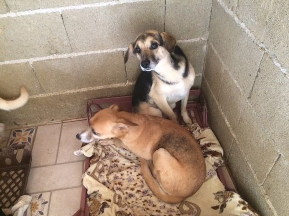 Grupo Termina De Resgatar Cães Abandonados Que Nunca Viram A Luz Do Sol