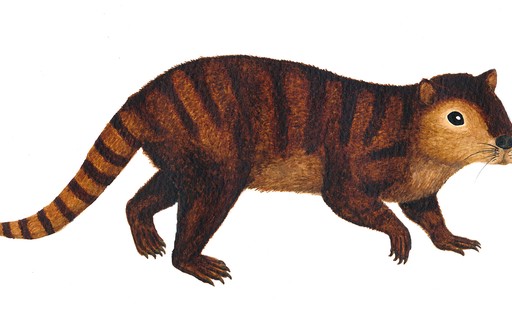 Cientistas descobrem uma espécie de tartaruga que tinha focinho de ...