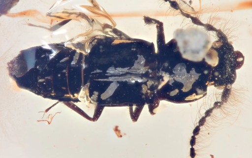 Inseto de 99 milhões de anos é encontrado em ótimo estado de ...