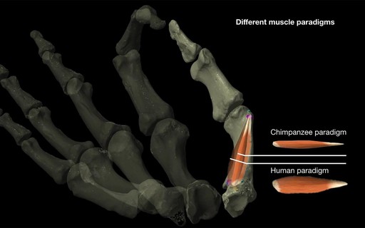 Polegares opositores se tornaram mais habilidosos há 2 milhões de anos ...