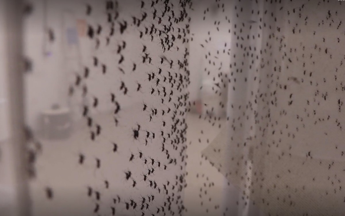 Dengue: Fiocruz vai produzir 100 milhões de mosquitos por semana com ...