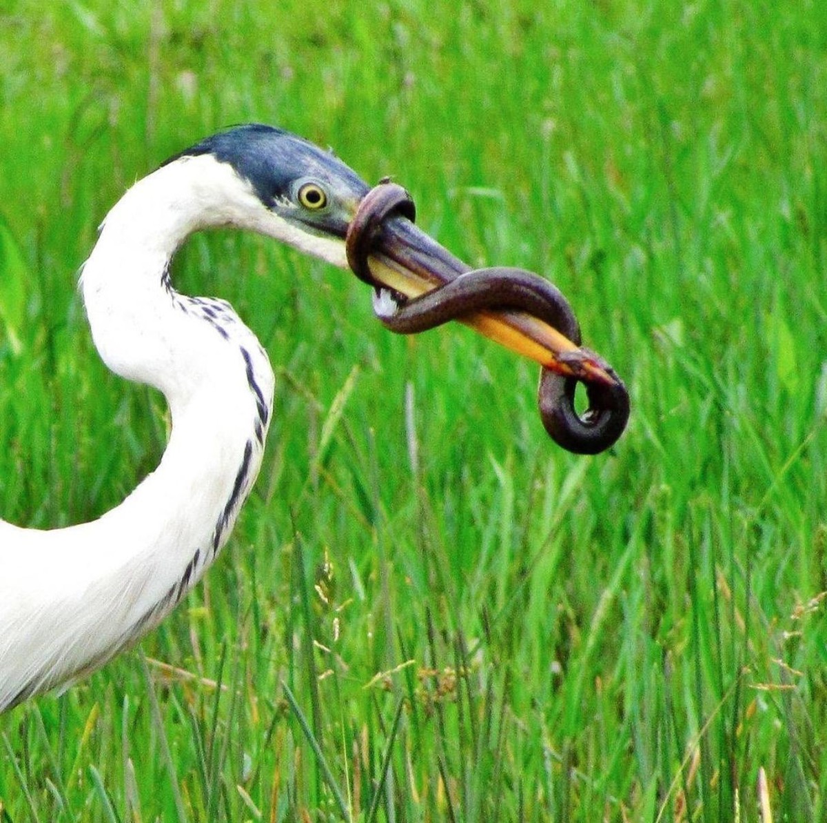 Flagrante de biólogo mostra muçum enrolado no bico de garça em MS ...