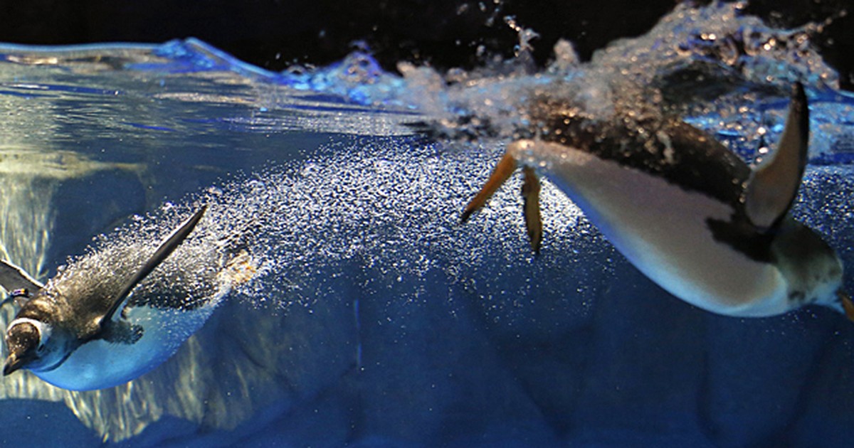 Natureza - Pinguins se divertem em área recém-inaugurada de parque de ...