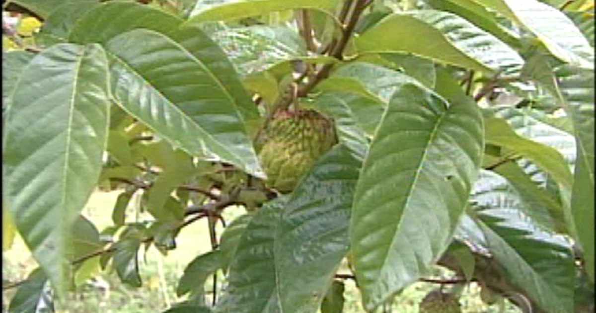 G1 - Fruticultores discutem o cultivo de atemoia na região de ...