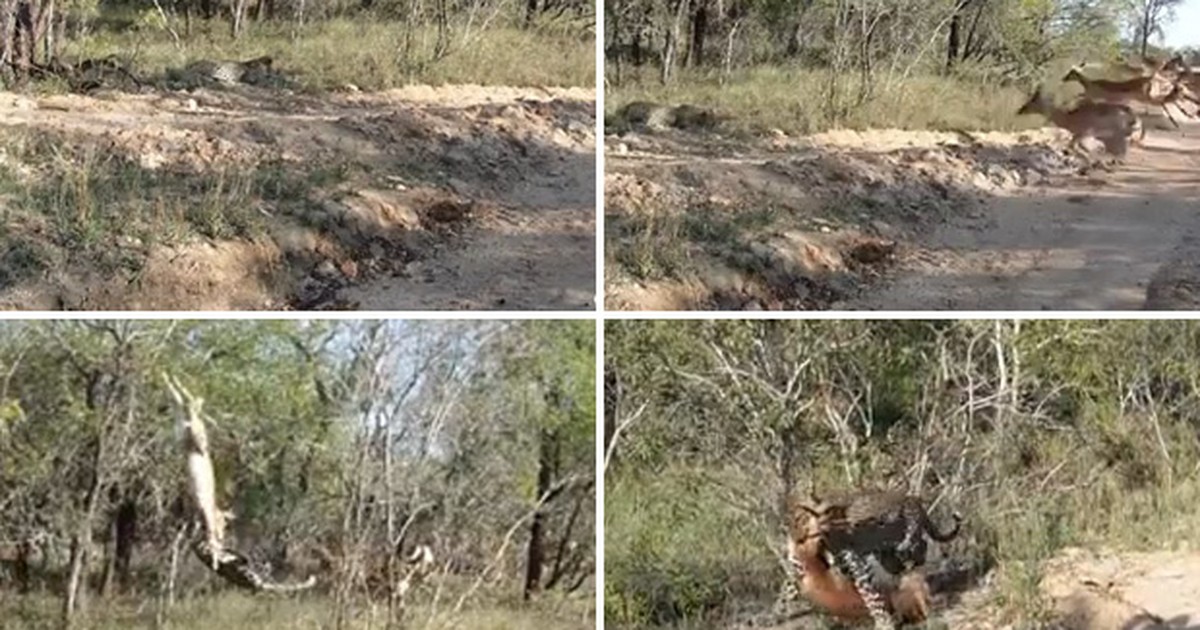 G1 - Vídeo registra leopardo atacando antílope em pleno ar - notícias ...