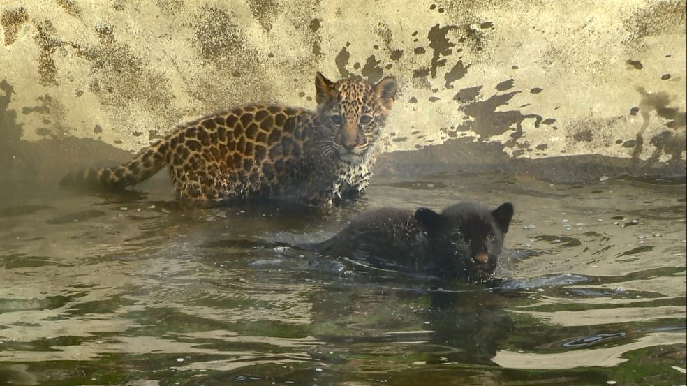 ES tem primeiros filhotes de onça nascidos em cativeiro e zoológico faz ...