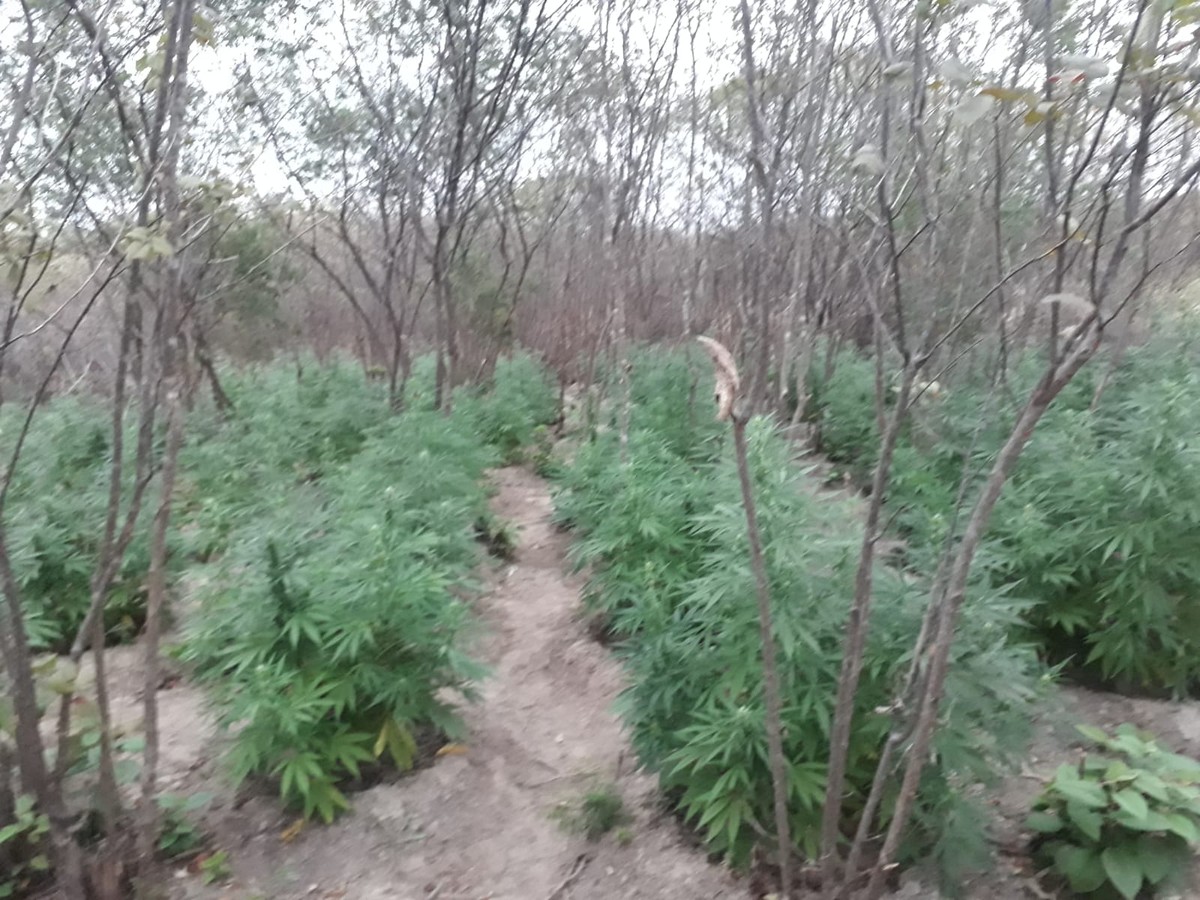 Polícia Civil destrói mais de 13 mil pés de maconha durante operação em ...