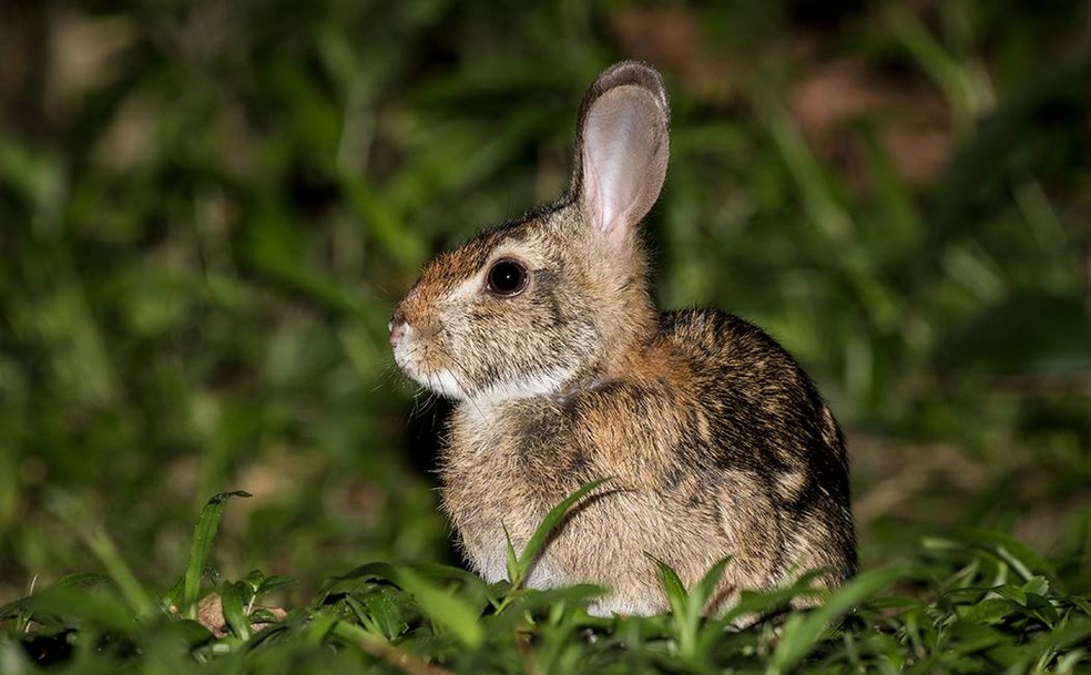 Conheça o coelho selvagem que vive no Brasil | Terra da Gente | G1