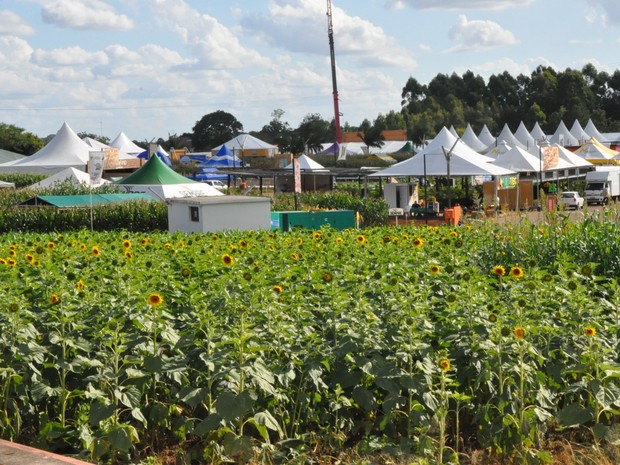 G1 - Expoagro começa com expectativa de R$ 65 milhões em negócios no RS ...
