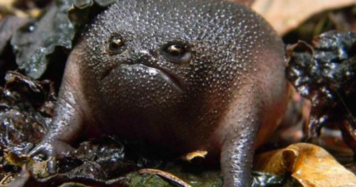 G1 - Foto de 'sapo ranzinza' faz sucesso na internet - notícias em ...