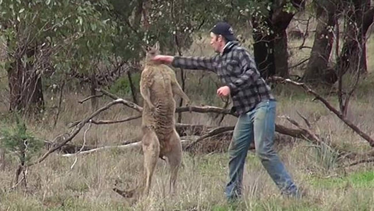 Australiano é criticado por brigar com canguru para salvar cão ...