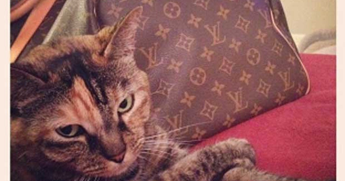G1 - Imagens dos 'gatos mais ricos' fazem sucesso na web - notícias em ...