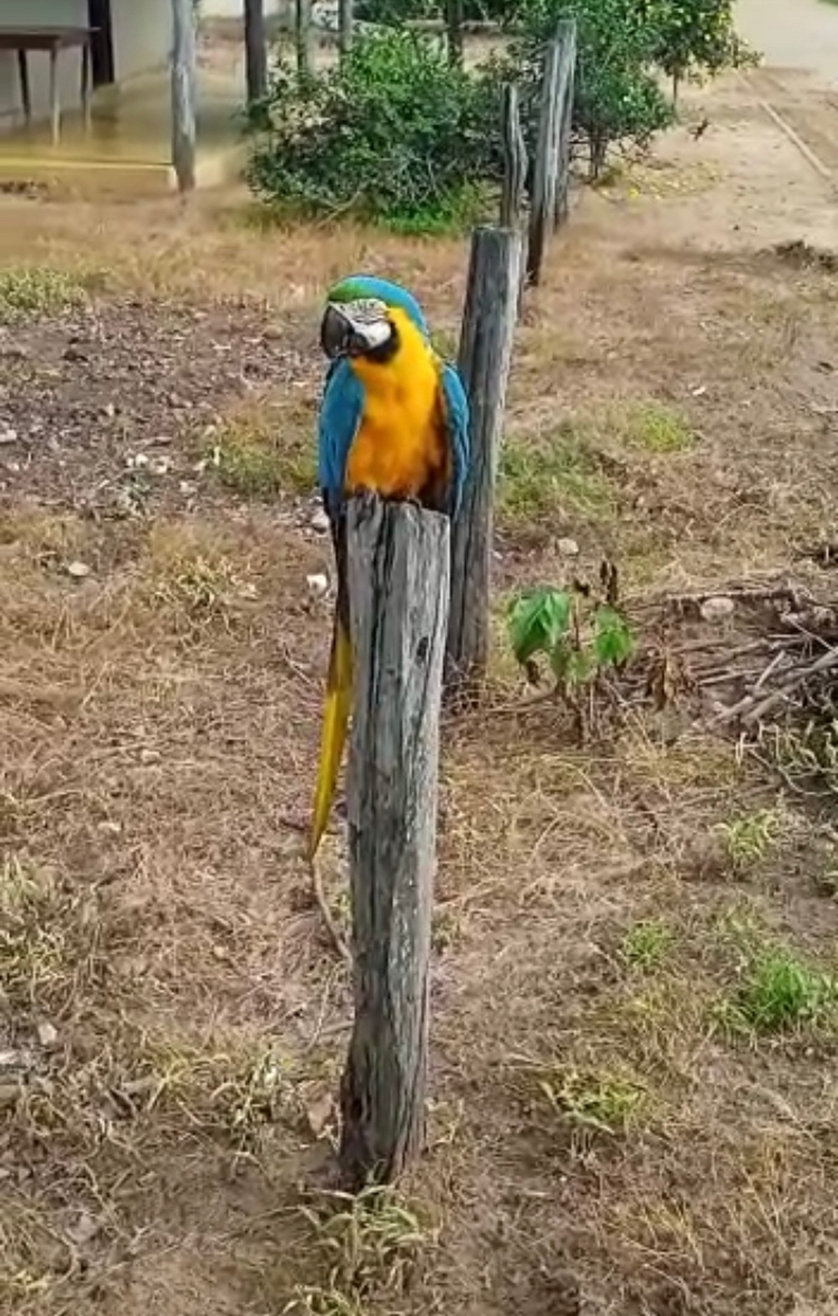 VÍDEO: Arara fica ferida ao ser baleada e resgate acontece após espera ...