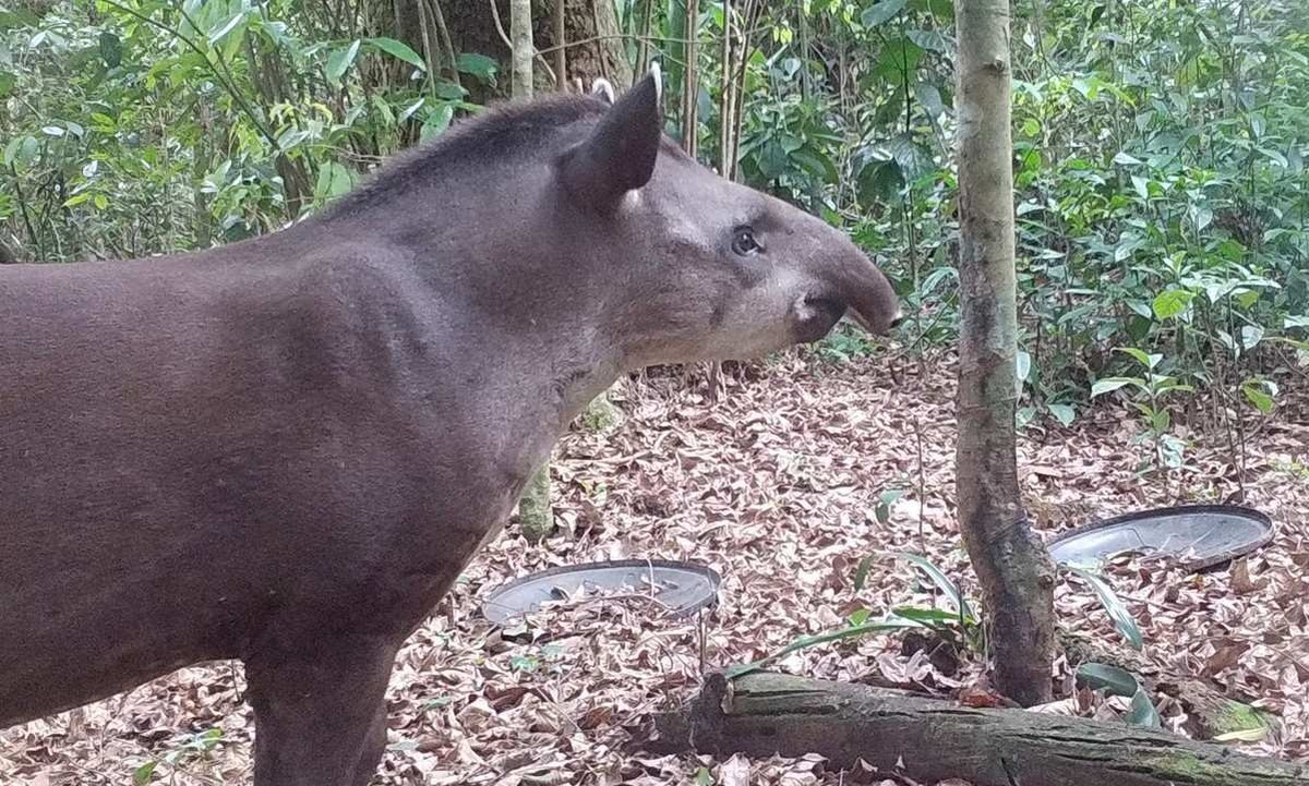 Dia da Anta: como está o filhote que nasceu no RJ após 100 anos de ...