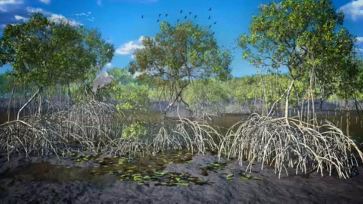 Entenda a importância dos manguezais no combate ao aquecimento global ...