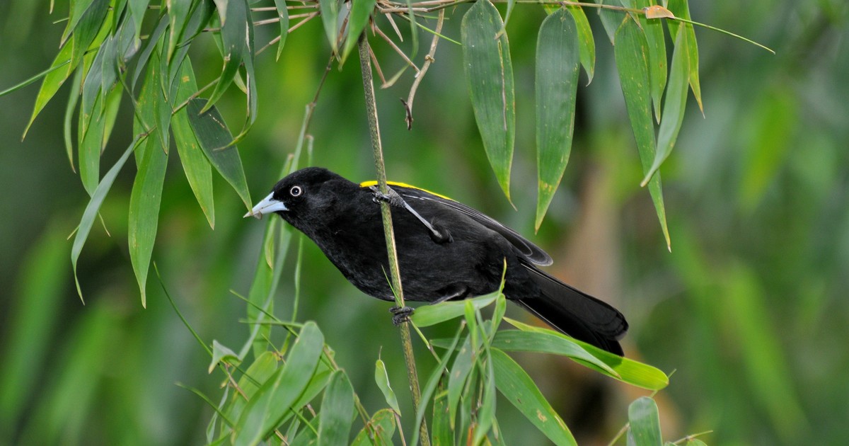 G1 - Tecelão habita poleiros elevados e tece o próprio ninho - notícias ...
