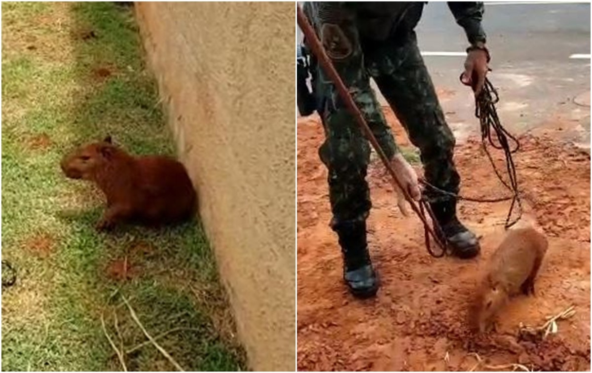 Filhotes de capivara caem em buraco e são resgatados pela polícia em ...